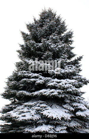 A close-up of pine trees against blurry background Stock Photo - Alamy