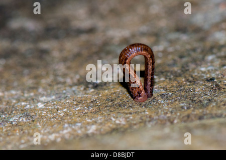 Tiger leech (Haemadipsa picta) feeding on human blood. Leeches attach ...