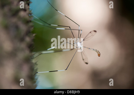 Phantom Crane Fly Stock Photo - Alamy