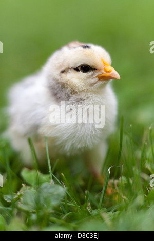 Germany, Baden Wuerttemberg, Chicken looking up Stock Photo - Alamy