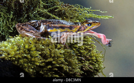 Frog catching fly with tongue Stock Photo - Alamy