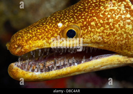 Fangtooth moray eel (Enchelycore anatina) with mouth open, Grand ...