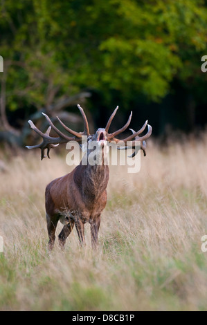 Red Deer (Cervus elaphus), Denmark, Europe Stock Photo - Alamy