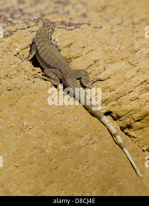 Peru Pacific Iguana (Microlophus peruvianus), beautiful specimen of ...