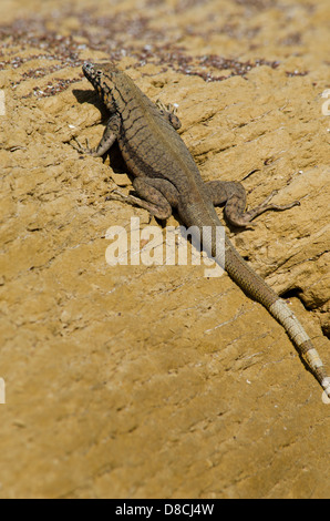 Peru Pacific Iguana (Microlophus peruvianus) Reptilia Stock Photo - Alamy
