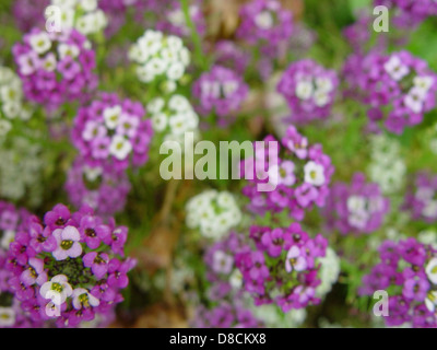 Colorful Flowers Background. Various types of colorful flowers ...
