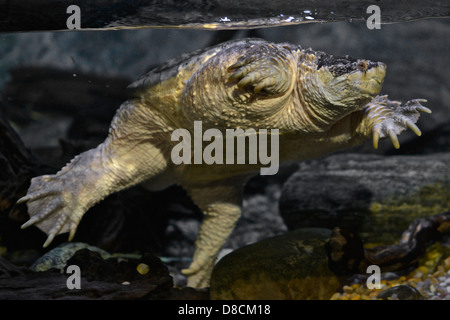 Common snapping turtle ( Chelydra serpintina Stock Photo - Alamy