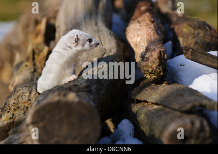 stoat in winter fur, mustela erminea, vechta, niedersachsen, germany ...