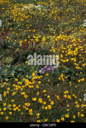Wildflowers bloom on Hall Island, offering a burst of color against the ...