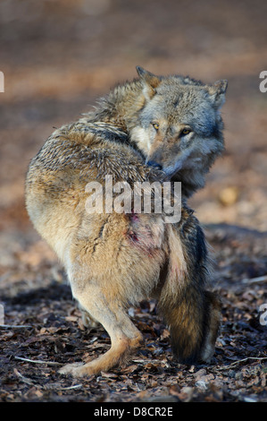 Wounded wolf (Canis lupus) licking its wounds after territorial fight ...