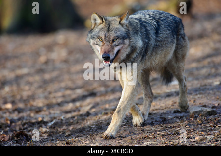 One eurasian gray wolf (Canis lupus lupus) stands on a hill and plays ...