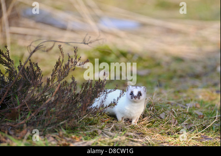 stoat in winter fur, mustela erminea, vechta, niedersachsen, germany ...