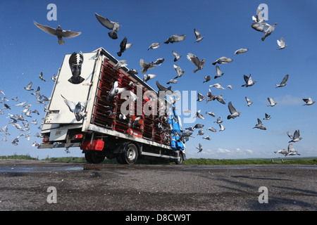 Pigeon racing Start of the race Release Opening the traps Transport ...