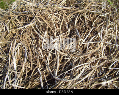 Old dry haulm Stock Photo - Alamy
