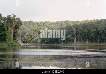 Mingo national park wetlands Stock Photo - Alamy