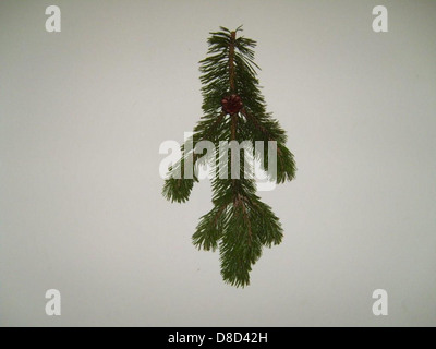 Pine Leaf Structure Stock Photo - Alamy