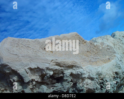 Root fossils embedded in a limestone seawall are visible in this image ...