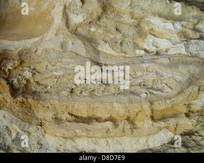 Fossils of ancient roots embedded in limestone, found in the Hillaries ...