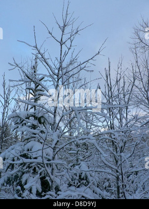 A winter scene featuring a snow-covered driveway winding through a ...