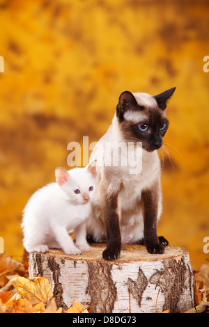 Female Cinnamon Point Siamese cat with blue eyes, standing, looking at ...
