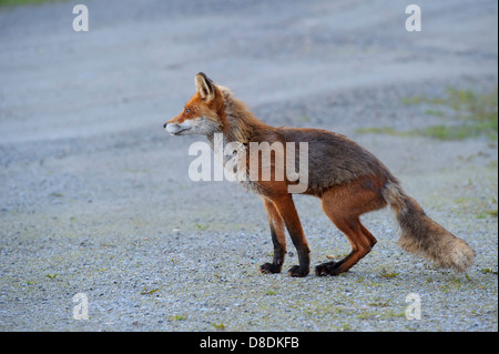 red fox, vulpes vulpes, lauvsnes, norway Stock Photo - Alamy