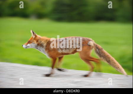 red fox, vulpes vulpes, lauvsnes, norway Stock Photo - Alamy
