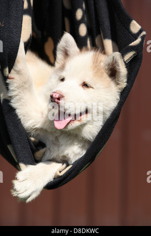 Siberian Husky puppy Stock Photo - Alamy