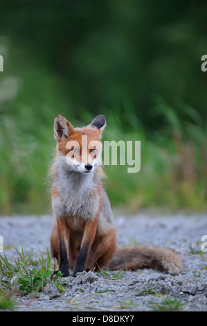 red fox, vulpes vulpes, lauvsnes, norway Stock Photo - Alamy