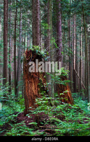Decomposing fir tree stump in a temperate rain forest Stock Photo - Alamy