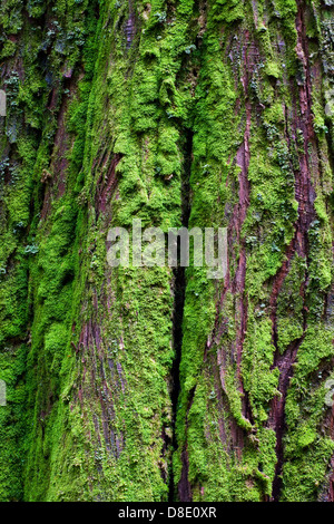 Root structure of a Western Red Cedar tree in a temperate rain forest ...