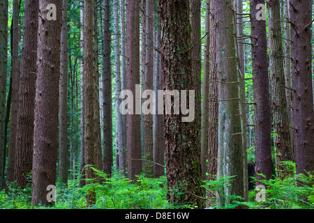 Density of fir trees in a temperate rain forest in British Columbia ...