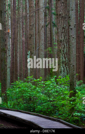 Density of fir trees in a temperate rain forest in British Columbia ...