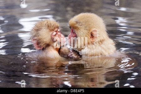 Japanese snow monkeys bathing in hot spring in winter Stock Photo - Alamy