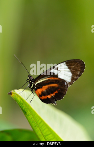 Cydno Longwing / (Heliconius cydno Stock Photo - Alamy