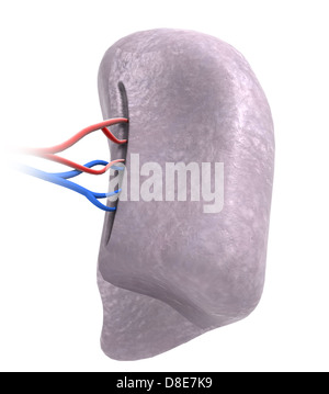 Illustration of the human spleen Stock Photo - Alamy