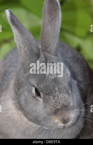 Grey Rex rabbit Stock Photo - Alamy