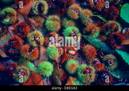 Ripe chestnuts in casings on a white table. Fruit of the tree ...