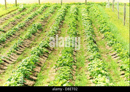 Green field of potato crops in a row. Agriculture. Growing of potato ...
