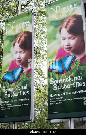 'Sensational Butterflies' exhibition at the Natural History Museum ...