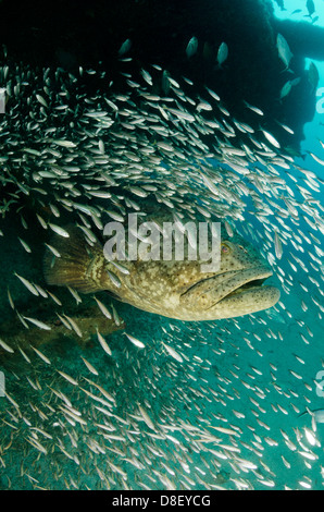 Goliath Grouper, a critically endangered species, under a ledge in the ...