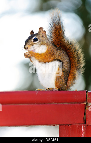 furry red squirrel holding a nut. squirrel in winter snowy park Stock ...