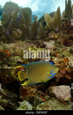 Queen Angelfish, colorful tropical reef, Half Moon Caye, World Heritage ...