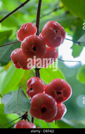Rose apple, Wax apple, Love apple, Java apple, Chomphu, Chompoo ...