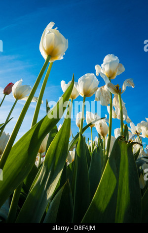 Upward view of tulips with long stalks Stock Photo - Alamy