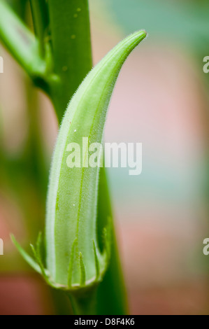 Close up of a single okra plant flower with leaves. Okra field Stock ...