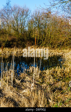 Dead leaves between reeds on a pond during autumn Stock Photo - Alamy