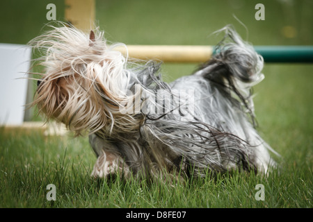 Yorkshire terrier in agility competition Stock Photo - Alamy
