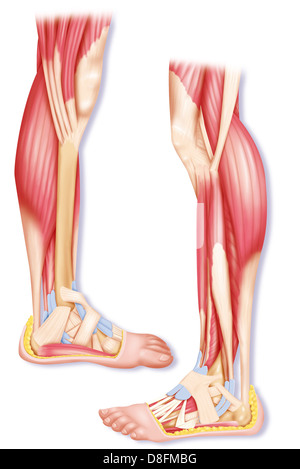 Lower leg anatomy, artwork Stock Photo - Alamy
