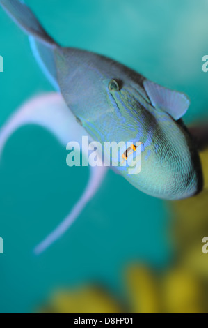 Predatory fish in the red sea, close-up Stock Photo - Alamy