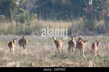 The chital (Axis axis), also known as spotted deer, chital deer, and ...